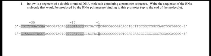 Solved 1. Below is a segment of a double stranded DNA | Chegg.com