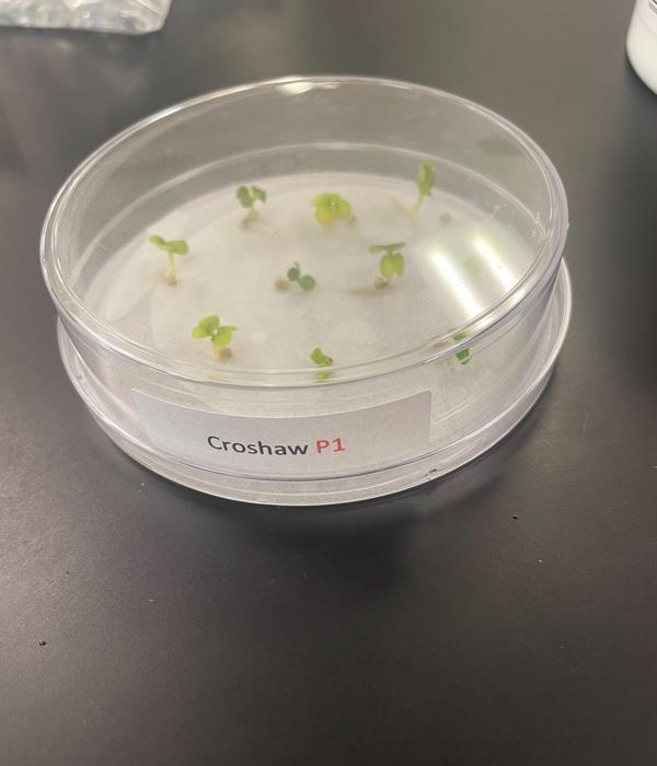 Solved Genetics Lab, below there is pictures of Croshaw F1, | Chegg.com