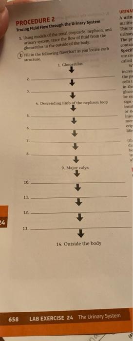 Solved URINA Aurin PROCEDURE 2 Tracing Fluid flow through | Chegg.com