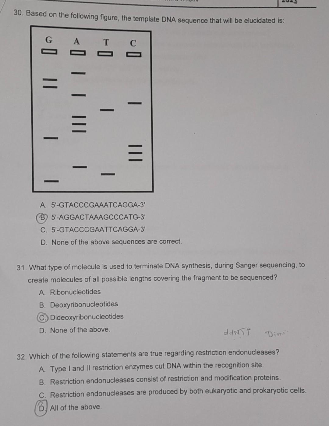 Solved 30. Based on the following figure, the template DNA | Chegg.com