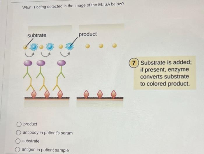 Solved What is being detected in the image of the ELISA | Chegg.com