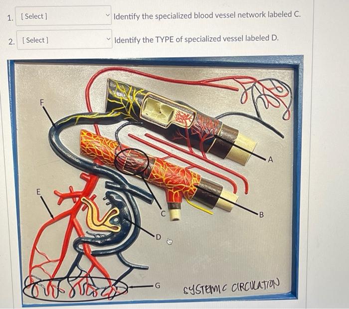 Solved 1. Identify the specialized blood vessel network | Chegg.com