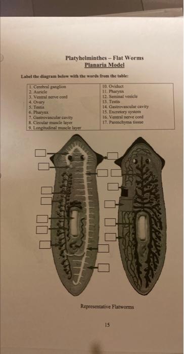 Solved Platyhelminthes - Flat Worms Planaria Model Lahel the | Chegg.com