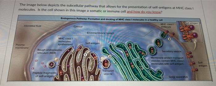 Solved The image below depicts the subcellular pathway that | Chegg.com
