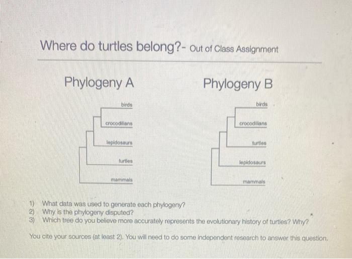 Solved Where do turtles belong?- Out of Class Assignment | Chegg.com