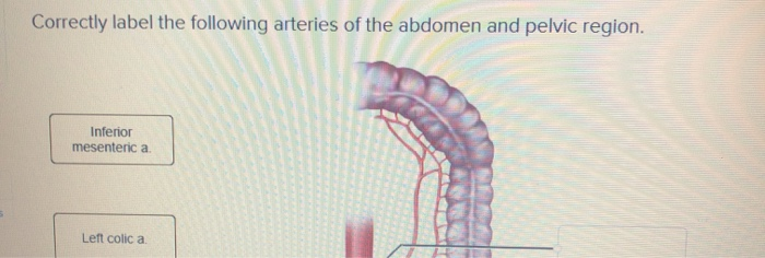 Solved Correctly label the following arteries of the abdomen | Chegg.com