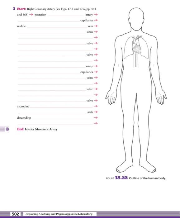 Solved Tracing Blood Flow Patterns Trace the path of blood | Chegg.com