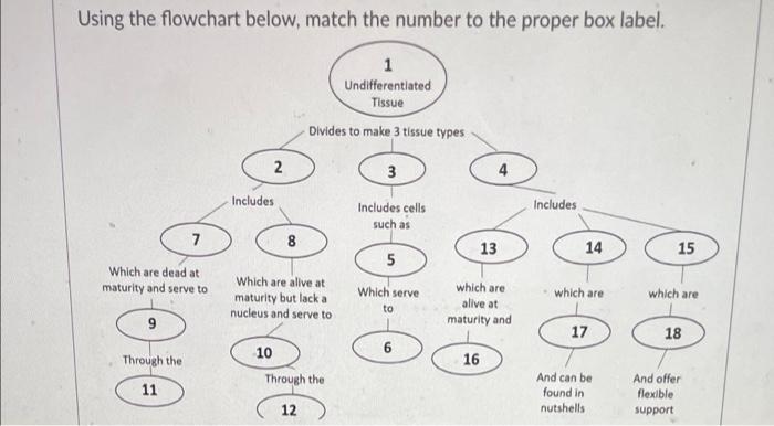 Solved Using the flowchart below, match the number to the | Chegg.com