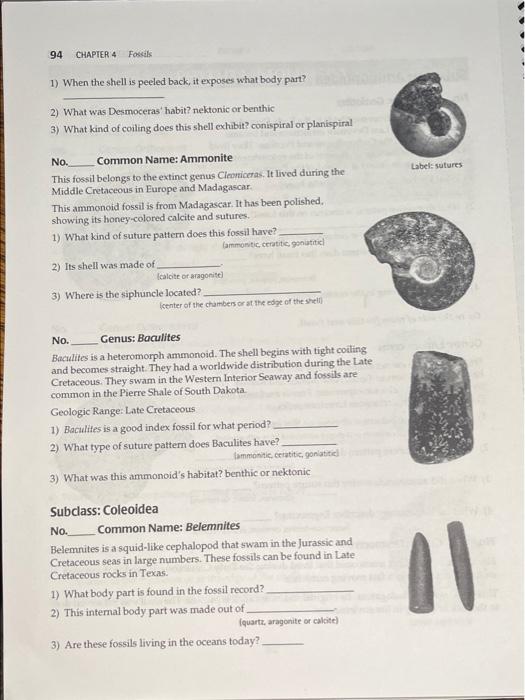 Solved 94 CHAPTER 4 Fossils 1) When the shell is peeled | Chegg.com