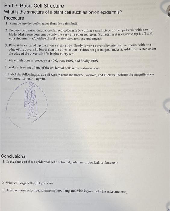 Solved Part 3-Basic Cell Structure What is the structure of | Chegg.com