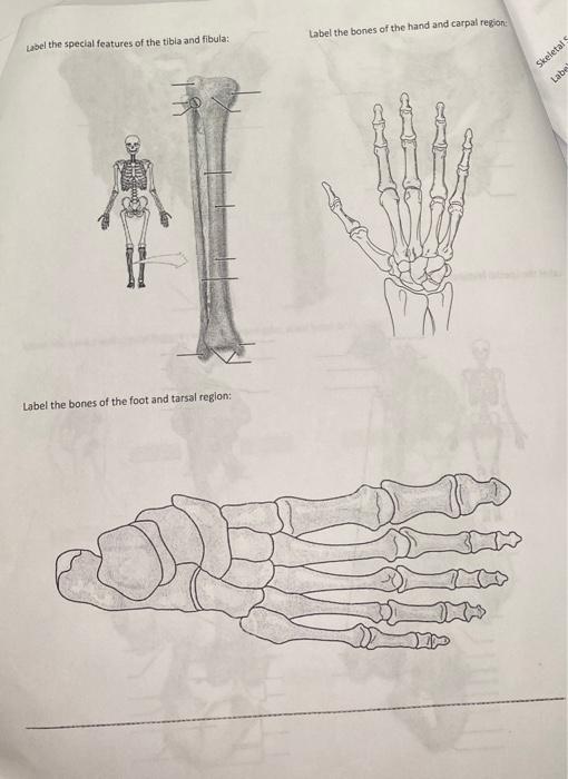 Solved Lavel the special features of the tibla and fibula: | Chegg.com