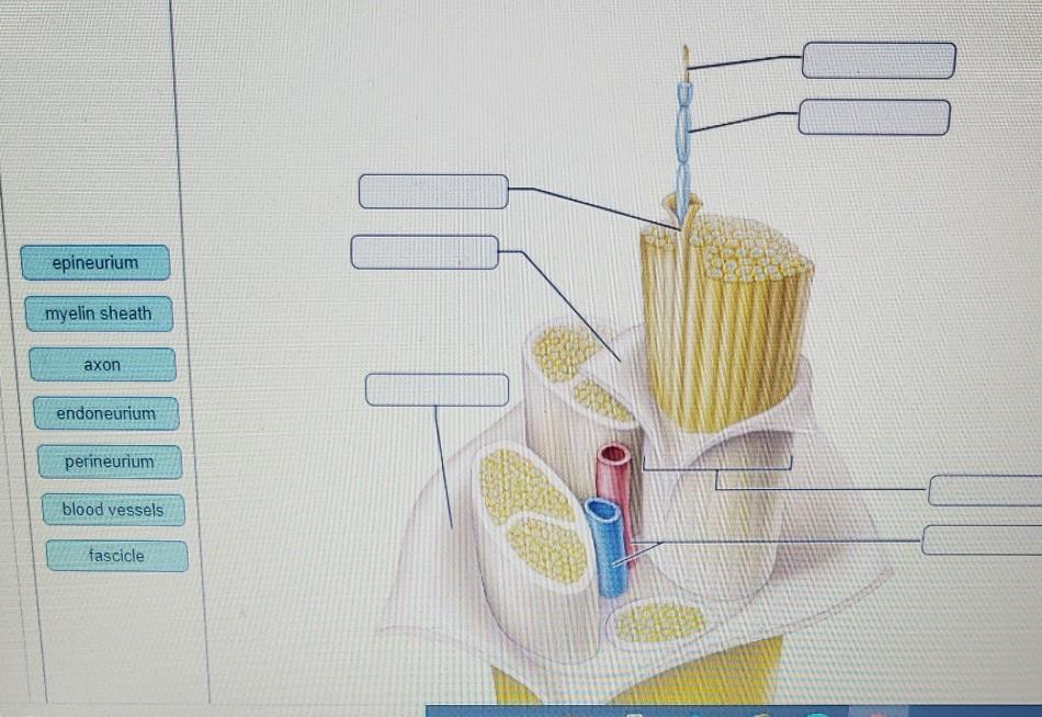 Solved OD epineurium myelin sheath axon endoneurium | Chegg.com