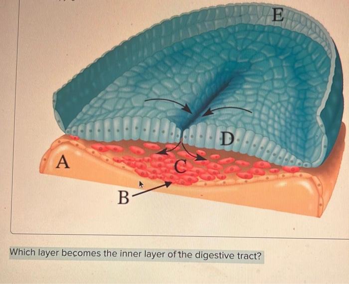 Solved Which layer becomes the inner layer of the digestive | Chegg.com