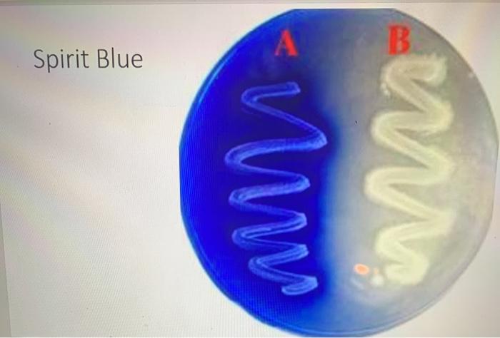 Solved Unknown Results Exercise 30 A B Starch Agar Plate | Chegg.com