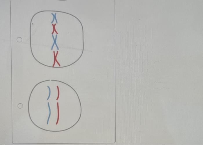 Solved Which of the following cell models is a correct | Chegg.com