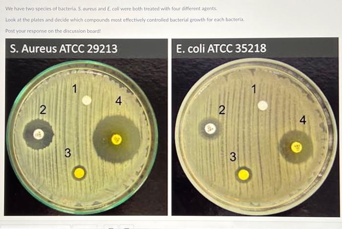Solved We have two species of bacteria. S. aureus and E. | Chegg.com