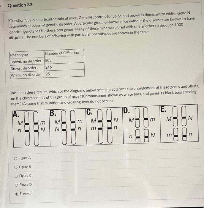 Solved [Question 33] In a particular strain of mice, Gene M | Chegg.com