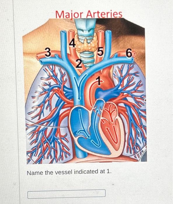 Solved Name the vessel indicated at 1 . | Chegg.com