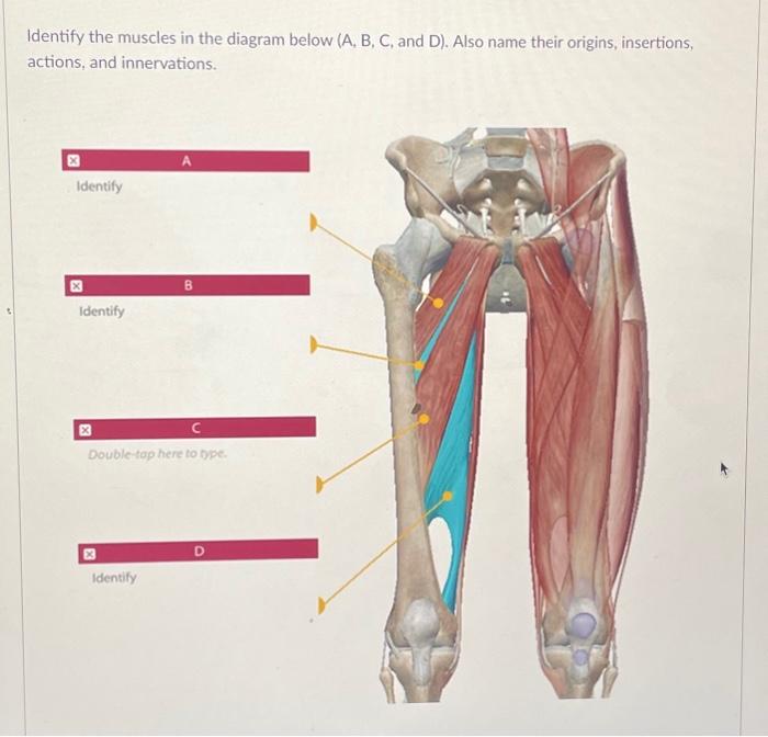 [Solved]: Identify the muscles in the diagram below (A, B,