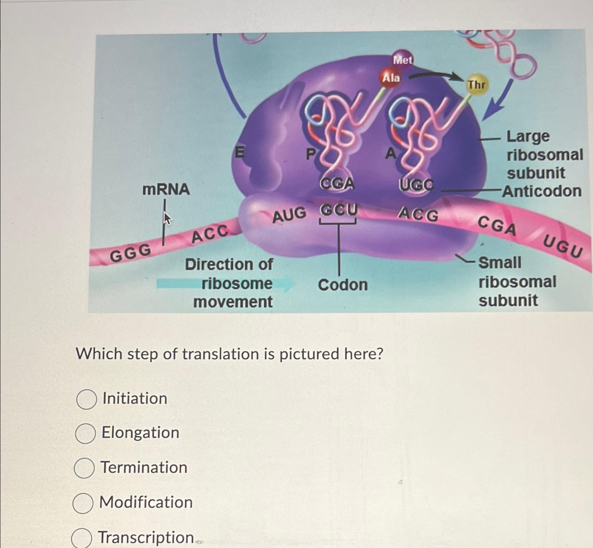 Solved Which step of translation is pictured | Chegg.com