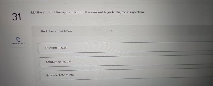 Solved List the strata of the epidermis from the deepest | Chegg.com