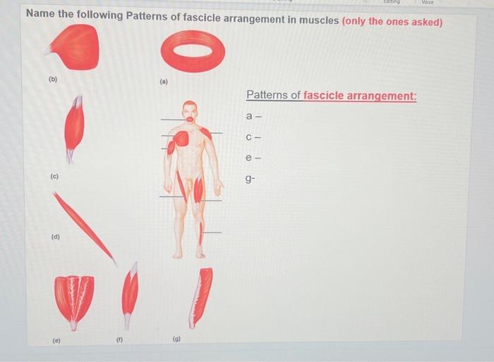 Solved Name the following Patterns of fascicle arrangement | Chegg.com