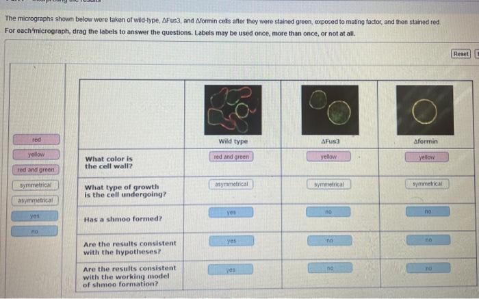 Solved The micrographs shown below were taken of wild-type, | Chegg.com