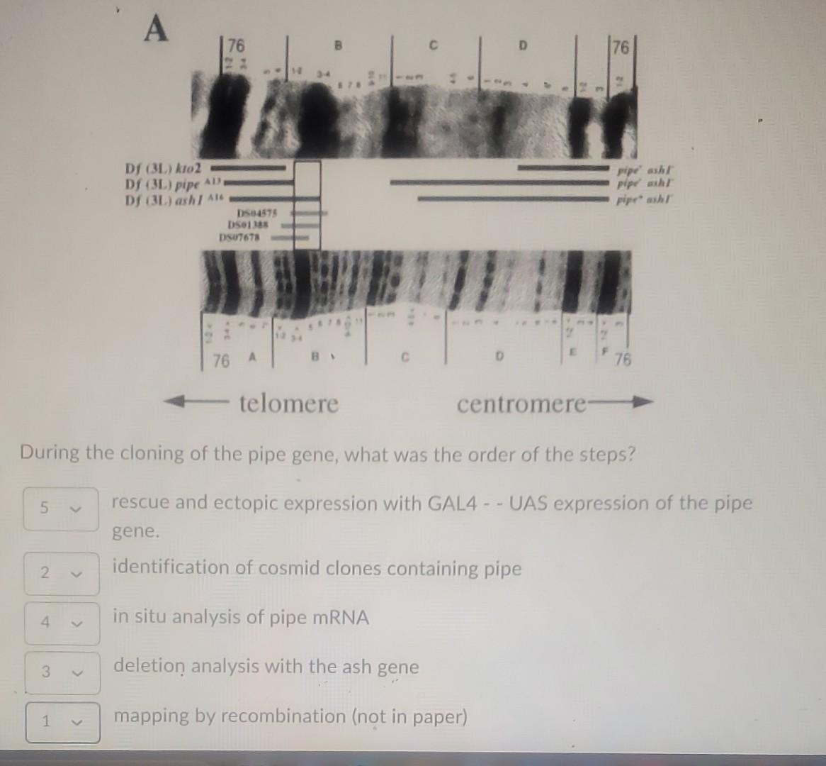 Solved During the cloning of the pipe gene, what was the | Chegg.com