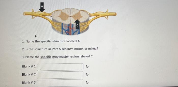 Solved J 1. Name the specific meninx (singular form of | Chegg.com
