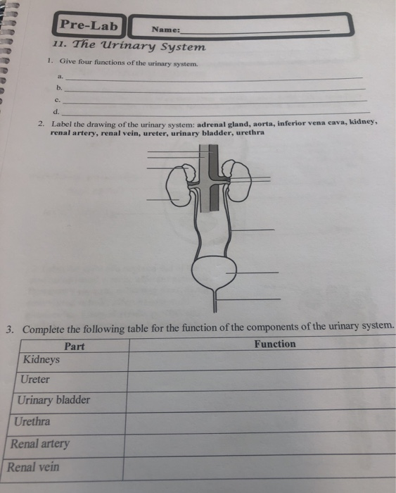Solved Pre-Lab Name: 11. The Urinary System 1. Give four | Chegg.com