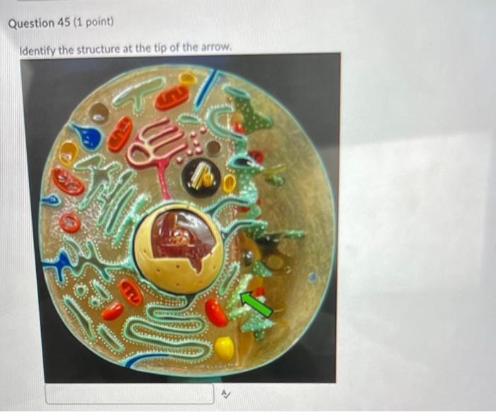 Solved Identify the body plane at the tip of the | Chegg.com