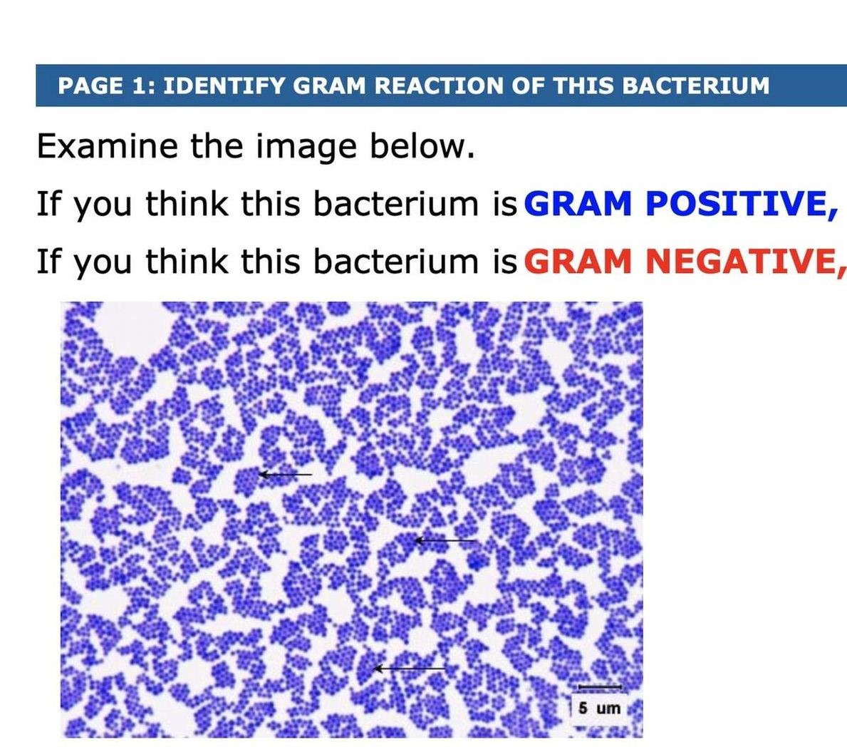 Solved PAGE 1: IDENTIFY GRAM REACTION OF THIS BACTERIUM | Chegg.com