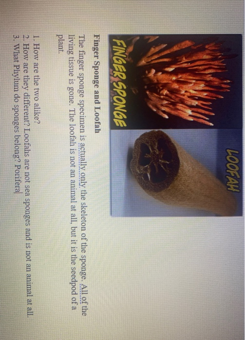 Solved LOOFAH FINGER SPONGE Finger Sponge and Loofah The | Chegg.com