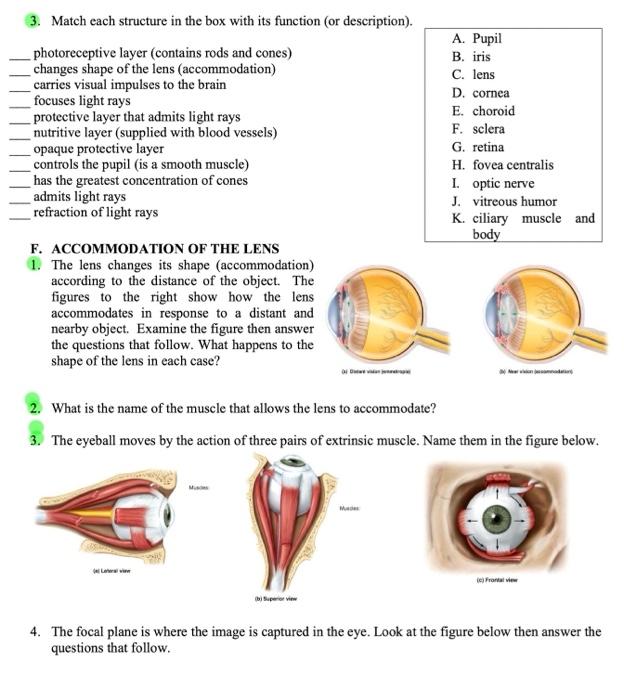 Solved photoreceptive layer (contains rods and cones) | Chegg.com