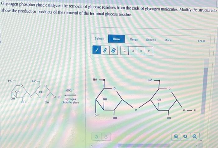 Solved Glycogen phosphorylase calalyzes the removal of | Chegg.com