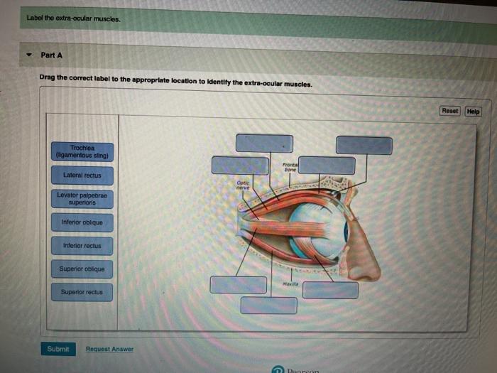 Solved Label the extra-ocular Muscles. Part A Drag the | Chegg.com