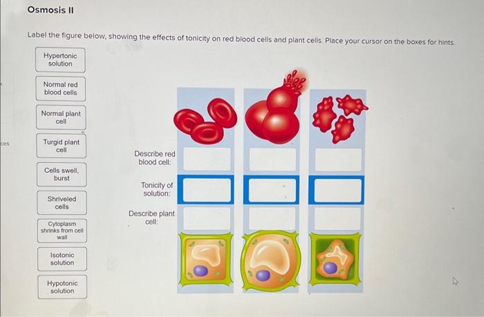 Solved Label the figure below, showing the effects of | Chegg.com