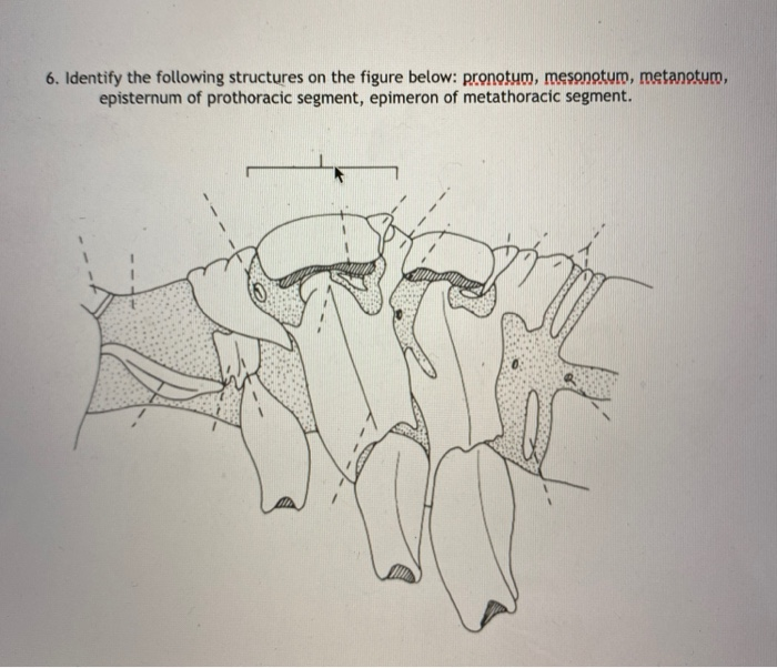 Solved 6. Identify the following structures on the figure | Chegg.com