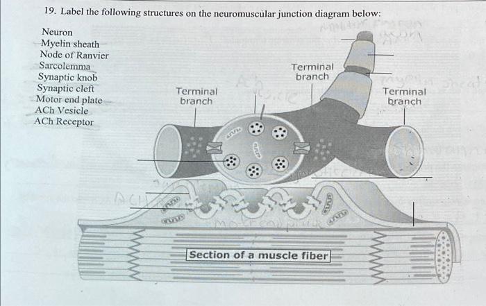Solved 19. Label the following structures on the | Chegg.com