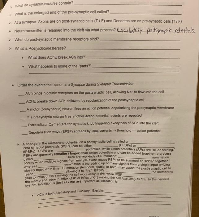 Solved What do synaptic vesicles contain? What is the | Chegg.com