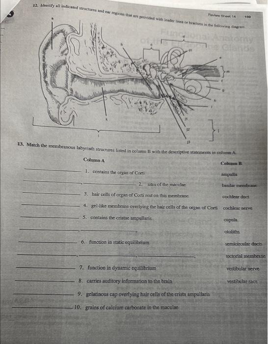 13. match the membranous labyrinth structures tisted | Chegg.com