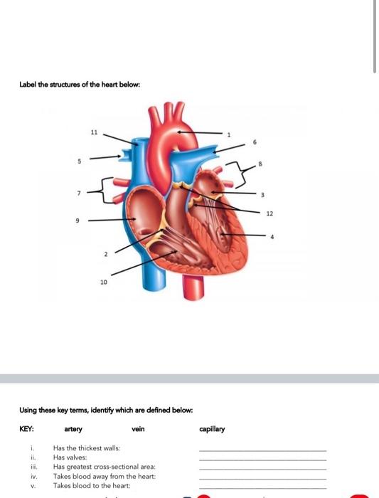 Solved Label the structures of the heart below: Using these | Chegg.com