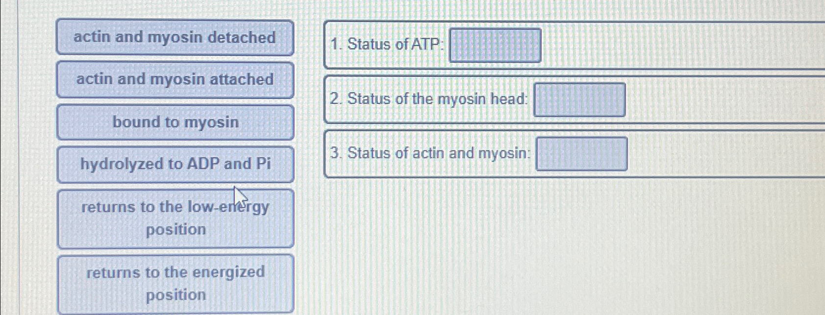 Solved actin and myosin detachedactin and myosin | Chegg.com