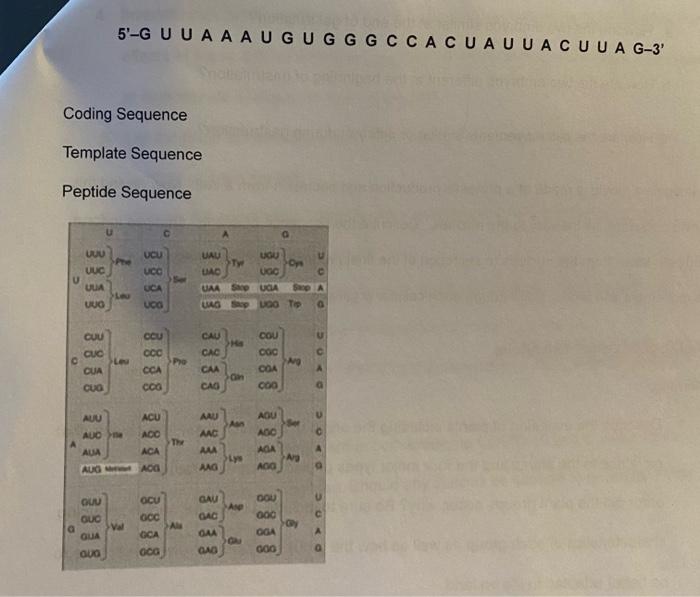 Solved 5-G UU A A AUGUGGG CCACUAUUA CUU A G-3' Coding | Chegg.com