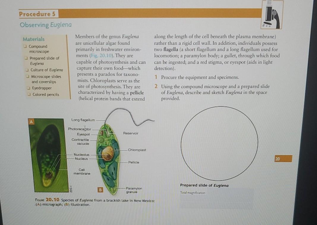 Solved Procedure 5 Observing Euglena Materials Compound | Chegg.com