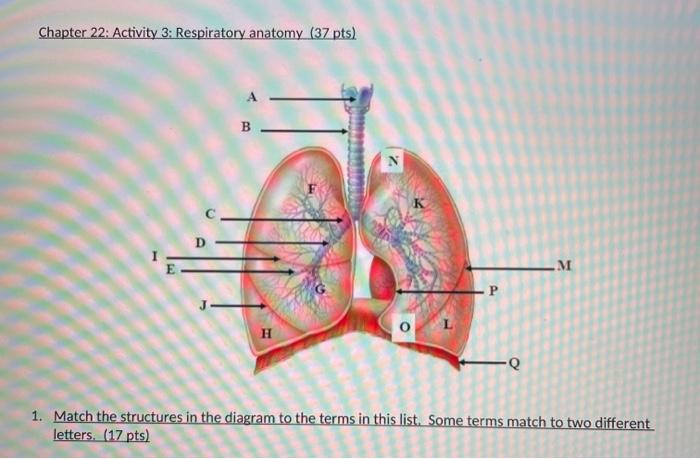 Solved Chapter 22: Activity 3: Respiratory anatomy (37 pts) | Chegg.com