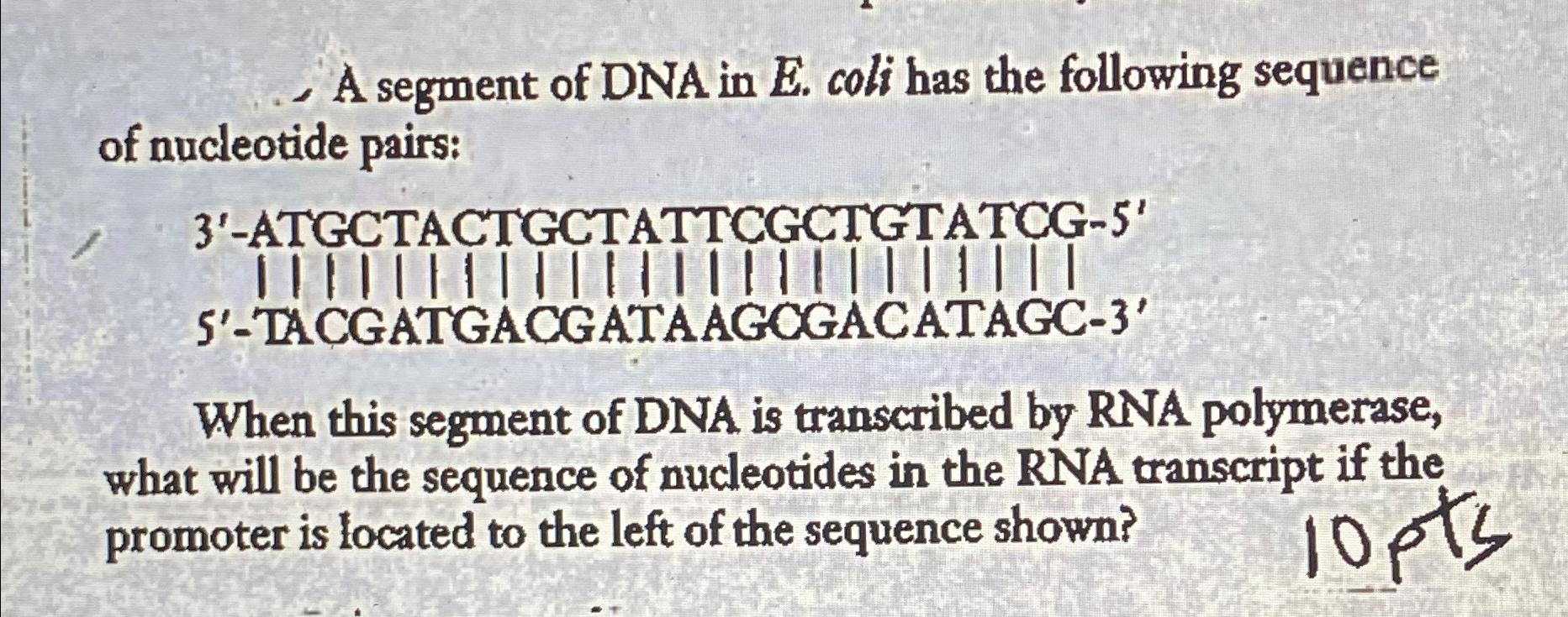 Solved A segment of DNA in E. ﻿coli has the following | Chegg.com
