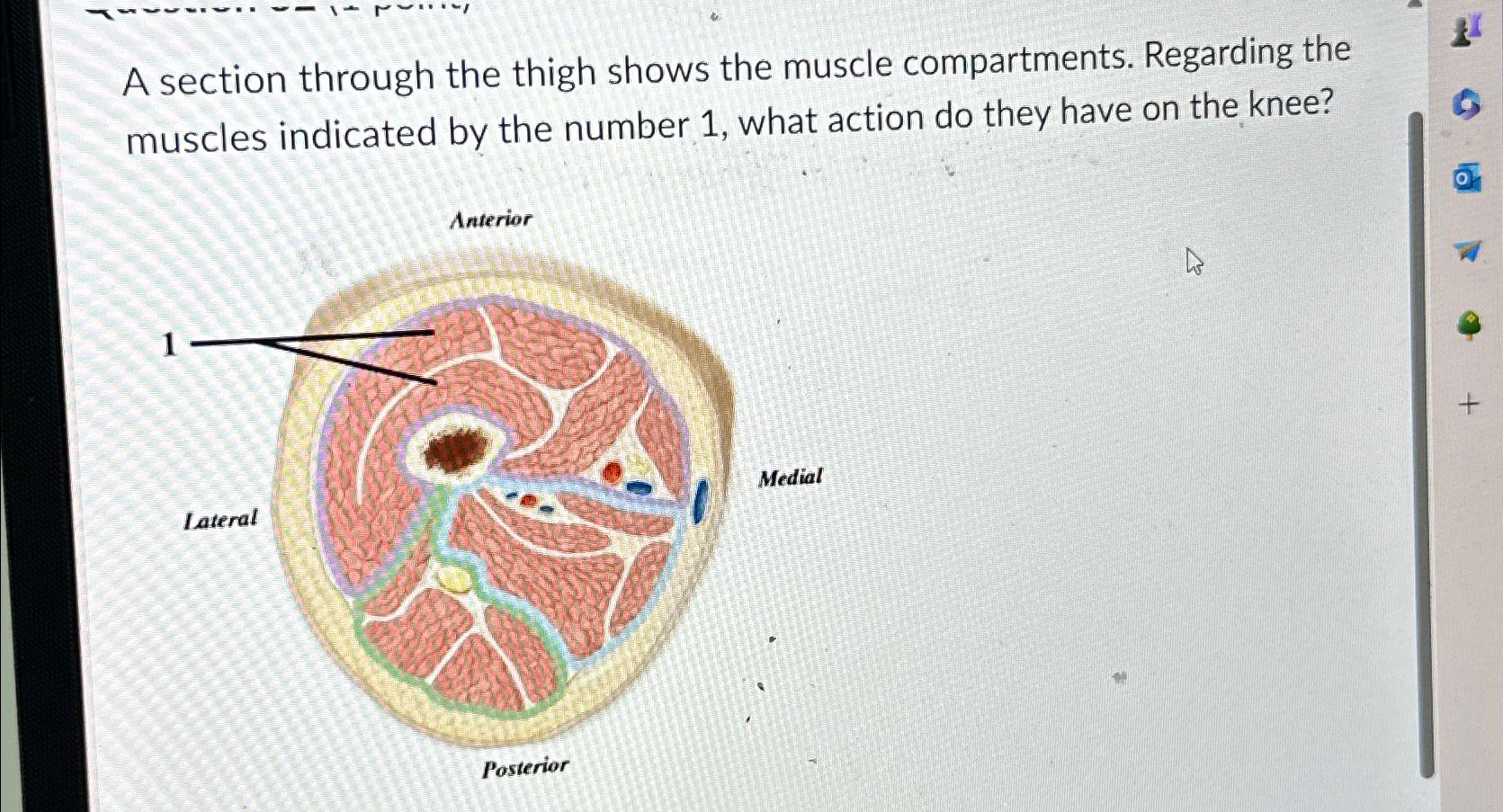 Solved A section through the thigh shows the muscle | Chegg.com