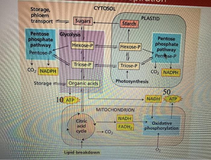 Solved Lipid breakdown | Chegg.com