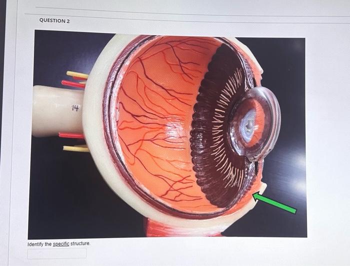 Solved Identify the white suruciuit. QUESTION 2 Identify | Chegg.com Solved Identify the white suruciuit. QUESTION 2 Identify | Chegg.com